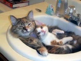 20 Funny And Cute kitty Cats Pictures