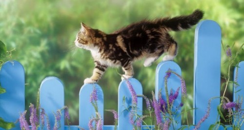 20 Funny And Cute kitty Cats Pictures