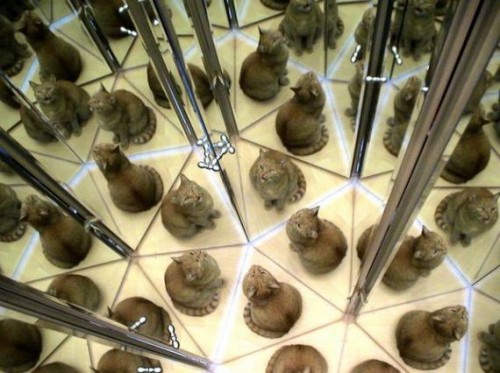 20 Funny And Cute kitty Cats Pictures