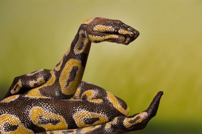 20 Amazing Handimals Hand Art Pictures