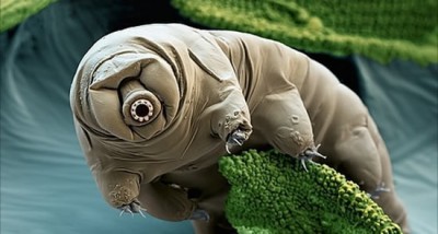 Toughest Known Creature on Earth and Beyond the Amazing Tardigrade
