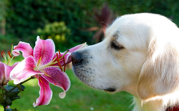 20 Cute Pictures Of Animals Smelling Flowers