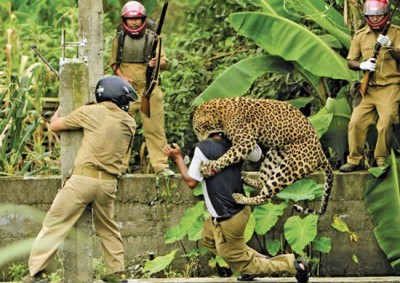 Leopard Mauls Six People In Attack