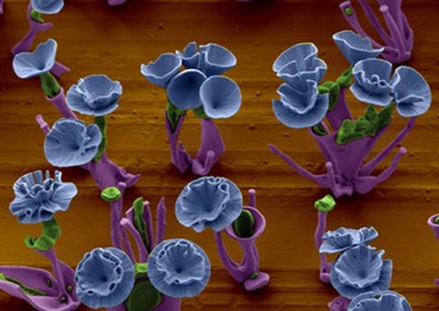 Self Building Nanoflowers Grown In Laboratory