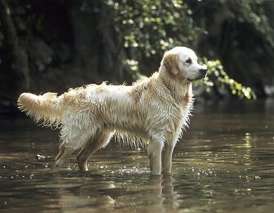 21 Top Dog Breeds You Need To 0wn