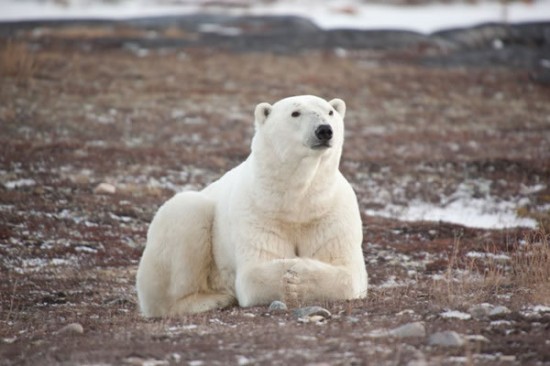 15 Pictures Of Bears Chilling And Thinking About Life