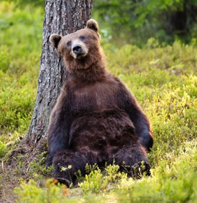 15 Pictures Of Bears Chilling And Thinking About Life