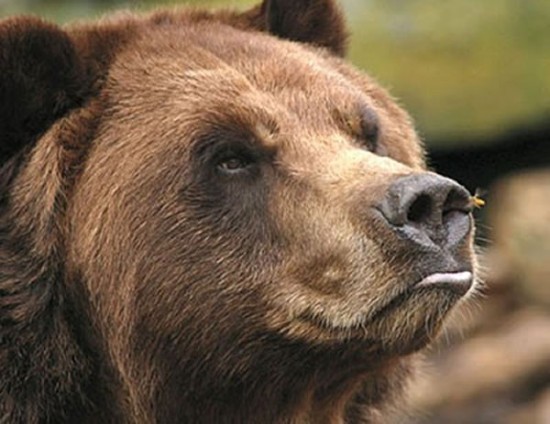 15 Pictures Of Bears Chilling And Thinking About Life