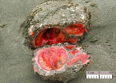Bizaare Edible Living Rocks Pyura Chilensis