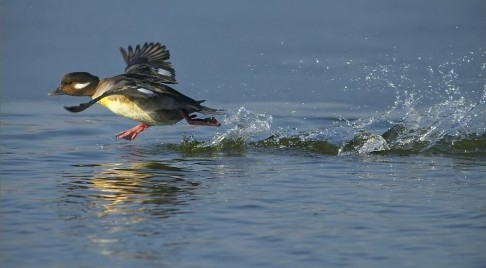 Perfect Timing - 10 Amazing Animal Photos