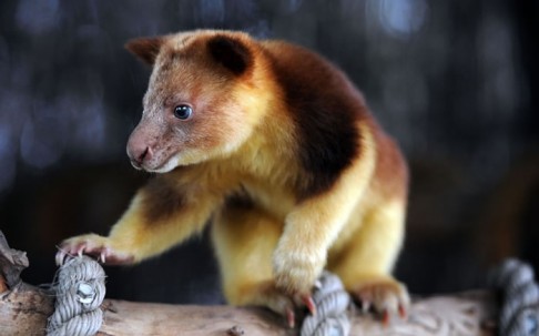 Daily Cuteness - Mother And Baby Tree Kangaroos