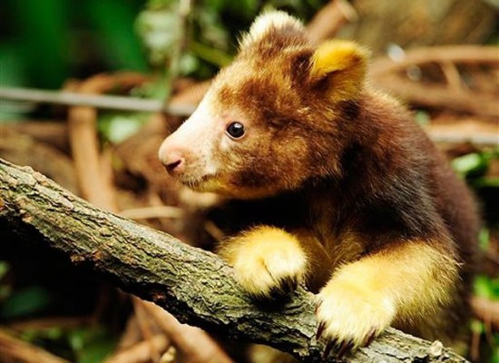 Daily Cuteness - Mother And Baby Tree Kangaroos