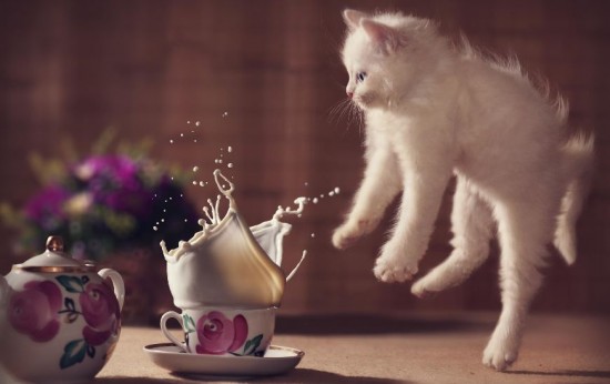 Perfect Timing - 10 Amazing Animal Photos