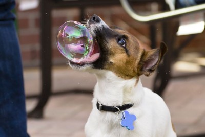 Perfect Timing - 10 Amazing Animal Photos