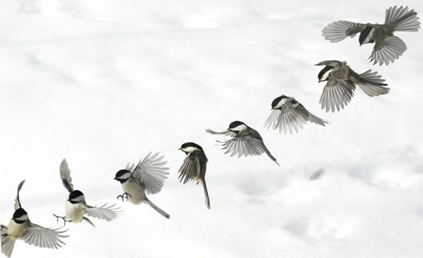 10 Examples Of Amazing Sequence Photography