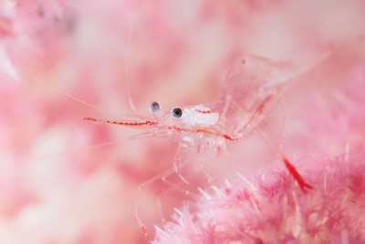 Beautiful Creatures 25 Miniature Crustacean Close Ups