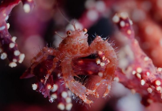 Beautiful Creatures 25 Miniature Crustacean Close Ups