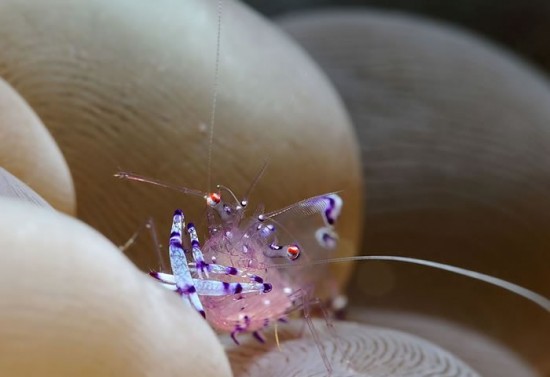 Beautiful Creatures 25 Miniature Crustacean Close Ups