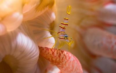 Beautiful Creatures 25 Miniature Crustacean Close Ups