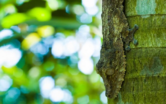 Beautiful Creatures - 21 Amazing Gecko Close Ups