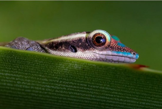 Beautiful Creatures - 21 Amazing Gecko Close Ups