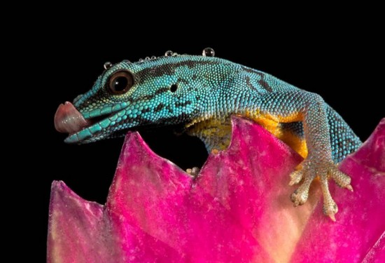 Beautiful Creatures - 21 Amazing Gecko Close Ups