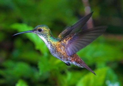 Beautiful Creatures - 20 Humming Bird Close Ups