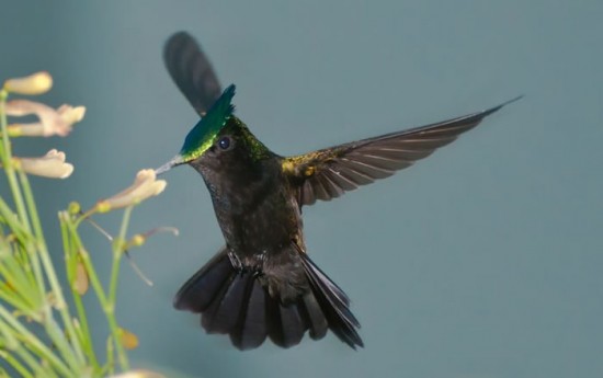Beautiful Creatures - 20 Humming Bird Close Ups