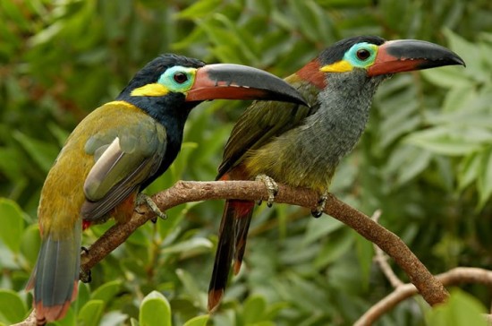 Beautiful Creatures - 10 Rare Toucan Species