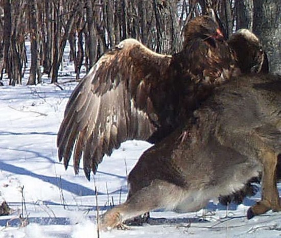 Golden Eagle Caught On Camera Attacking And Killing A Deer