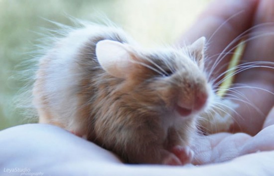 Happiest Field Mouse In The World - Picture Of The Day