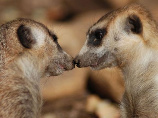 Daily Cuteness - 15 Cute Animal Pairs From National Geographic