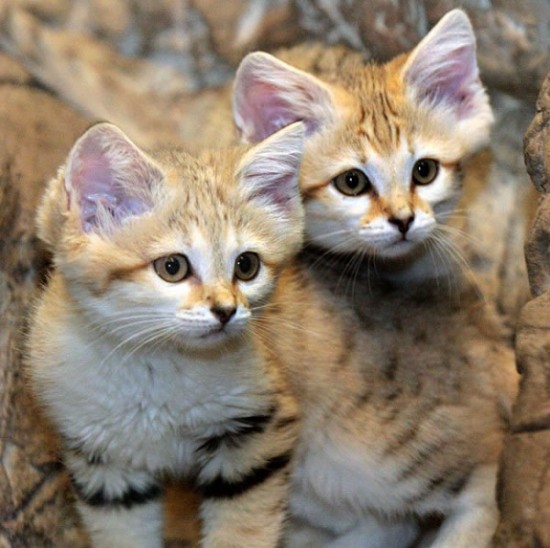 Daily Cuteness - What Is A Sand Dune Cat