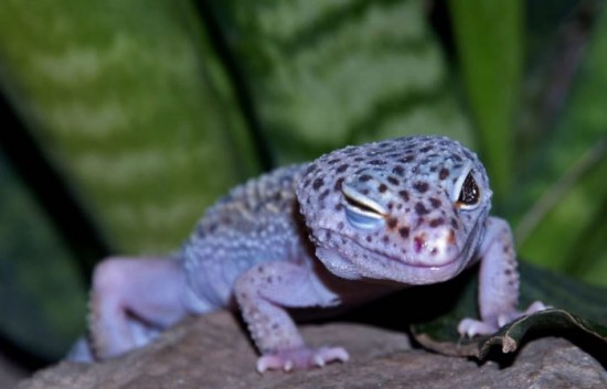 Daily Cuteness - 10 Animals Winking At You