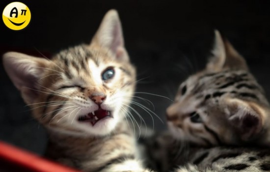 Daily Cuteness - 10 Animals Winking At You
