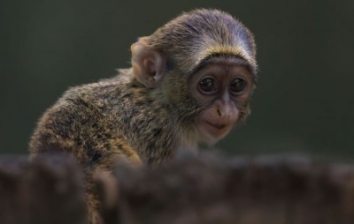 10 Smiling Animals To Make You Feel Good