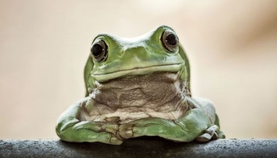 10 Smiling Animals To Make You Feel Good