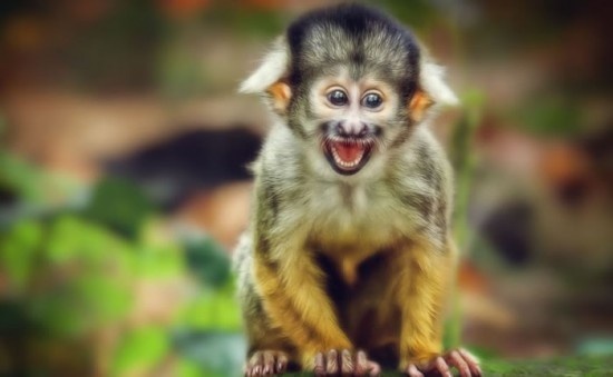 10 Smiling Animals To Make You Feel Good