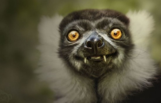 10 Smiling Animals To Make You Feel Good