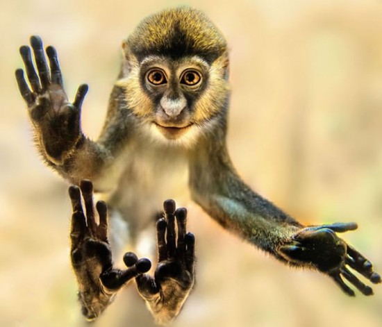 10 Smiling Animals To Make You Feel Good