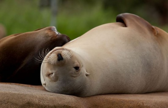 10 Smiling Animals To Make You Feel Good