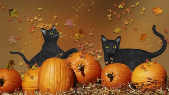 Black Cats Halloween - Why Are They Considered Bad Luck?