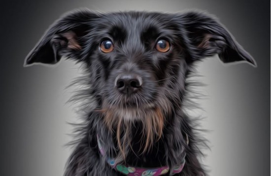 Dog Stock Photos 15 Amazing Images