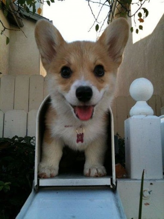 Pet Dogs Smiling - 20 Happy Corgis to Brighten Your Day