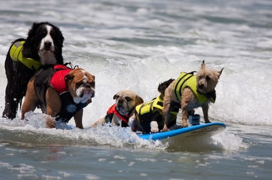 Surfing Camp For Dogs - Surf City Surf Dogs