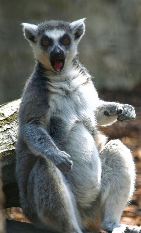 Funny Images Photos Of Shocked Animals