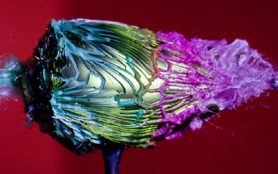 Creative Stock Photography Artist Captures Everyday Items Exploding