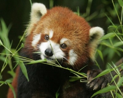 Hi Res Photos Of Cute Little Red Pandas - Don't You Just Love Them?