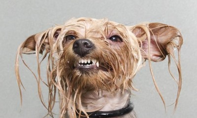 Funny Dog Wash Pictures By Sophie Gamand