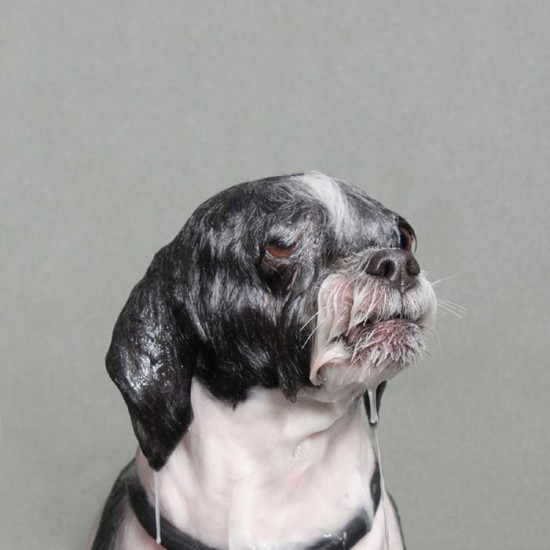 Funny Dog Wash Pictures By Sophie Gamand